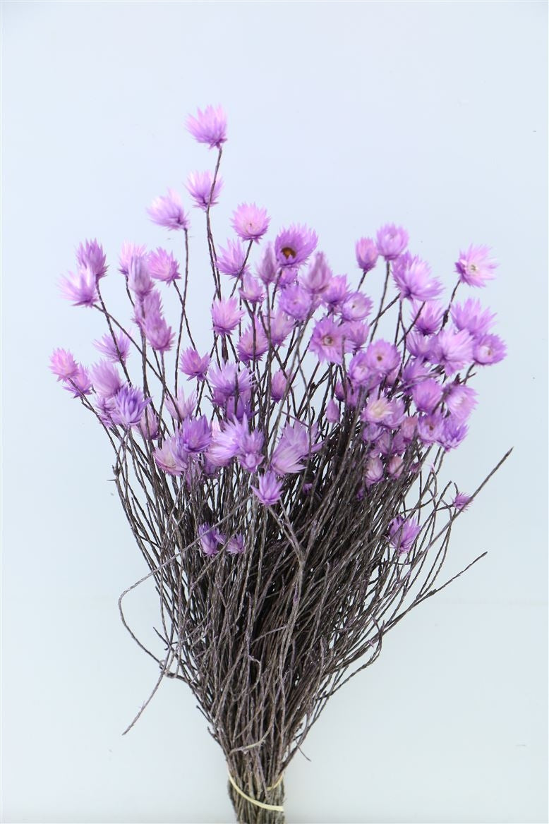 Kaaps everlasting milka – FleurSupreme