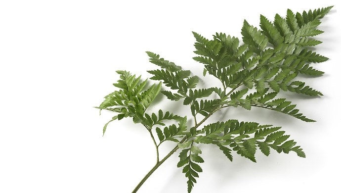 10 Ledervaren large – FleurSupreme